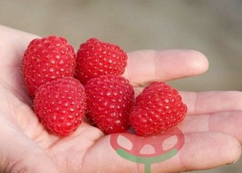 Fidan yetiştiriciliği Vlas Fermerskoye Khozyaystvo, Jabinka, foto