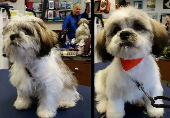 Petshop Adogable Pet Services, Florida Eyaleti, foto