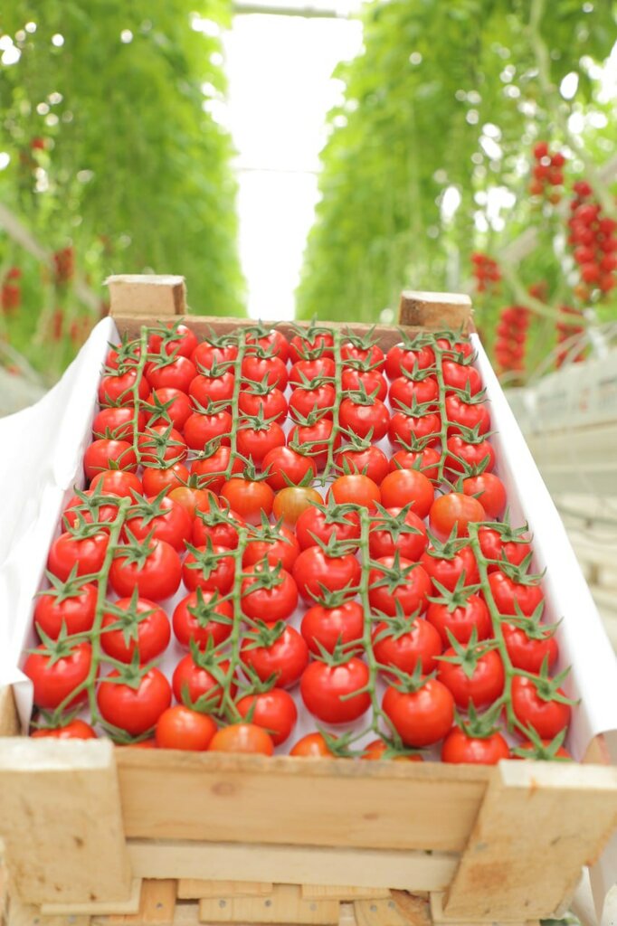 Bahçecilik dernekleri ve kuruluşları Juicygarden, Taşkent eyaleti, foto