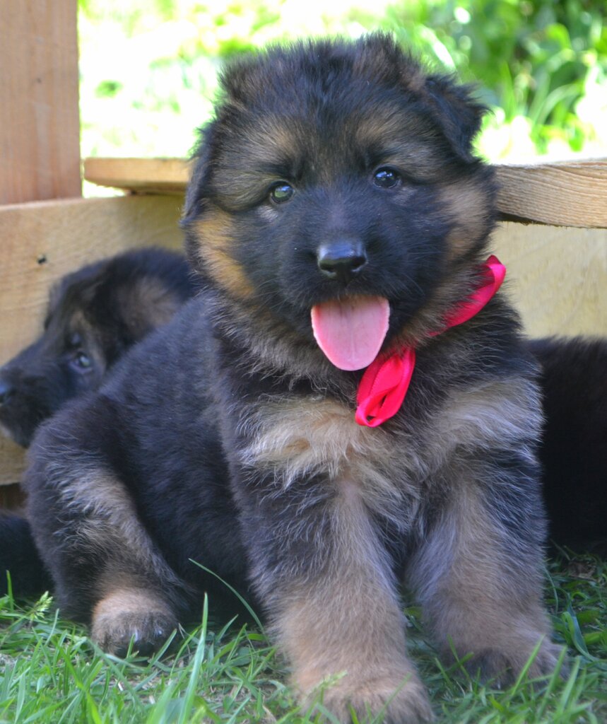 Evcil hayvan yetiştiricileri Щенки немецкой овчарки длинношерстной. РКФ, Tverskaya oblastı, foto