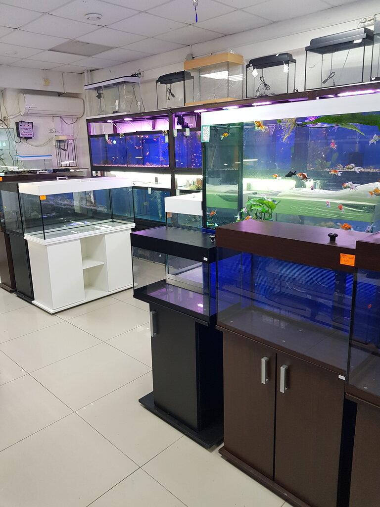 Akvaryumlar Goldfish, Anapa, foto