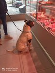 Macelleria da Paolo (Piedmont, Torino, Via Passo Buole, 66), toptan et ürünleri  Piyemonte'den