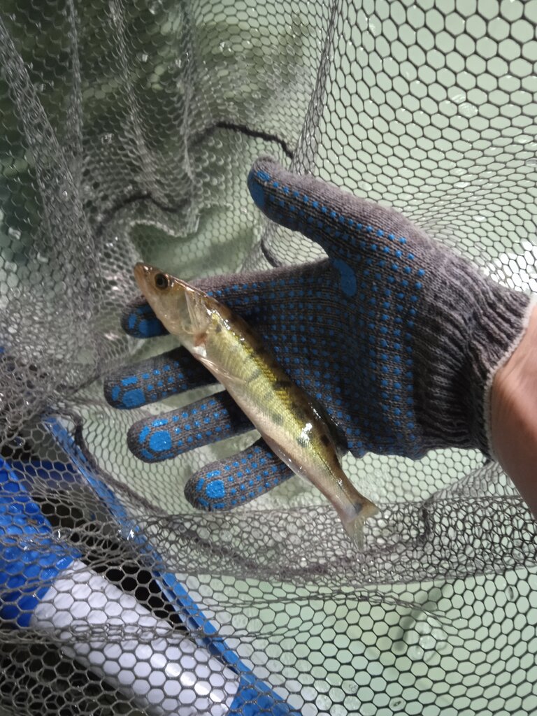 Balık çiftçiliği ve toptancıları Рыбка в пруд, Moskova ve Moskovskaya oblastı, foto