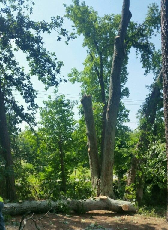 Şehir planlama J D Mills Expert Tree Services, Kuzey Carolina Eyaleti, foto