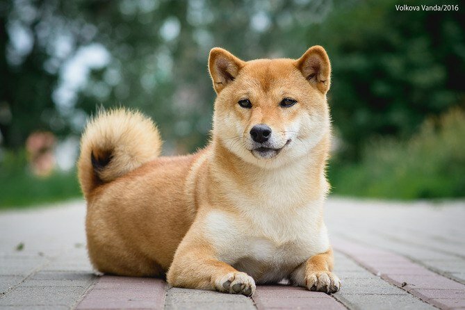 Evcil hayvan yetiştiricileri Kumiko Yoshi, Nijegorodskaya oblastı, foto