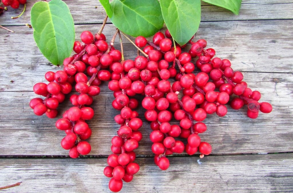 Besin takviyesi, aktariye Мир лимонника, Moskova, foto