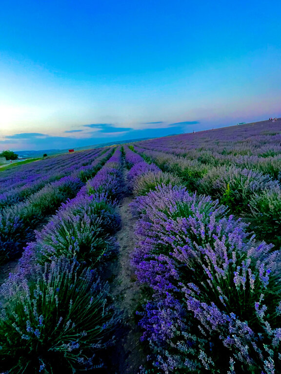 Bahçe Лавандовое поле, Kırım Cumhuriyeti, foto