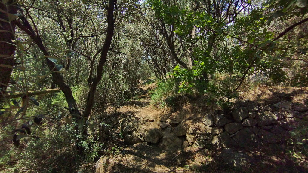 Bahçe Оливковая роща, Kırım Cumhuriyeti, foto