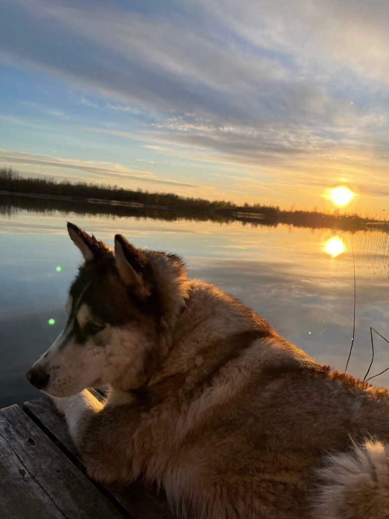 Resort oteller, tesisler Белый дом, Novgorodskaya oblastı, foto