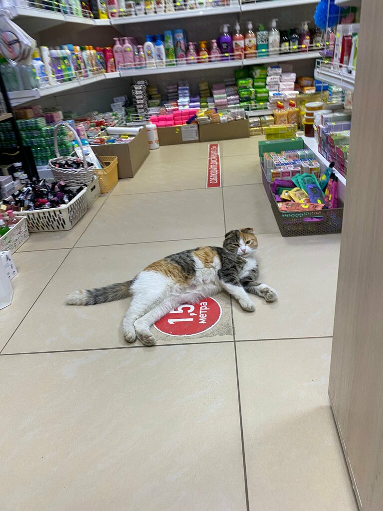 Ev temizlik ürünleri Чисто!, Makhachkala, foto