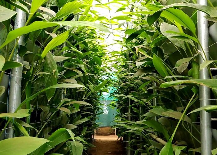 Tarım makineleri, ekipmanlar A S A A Agri and Aqua Agriculture, Dubai, foto