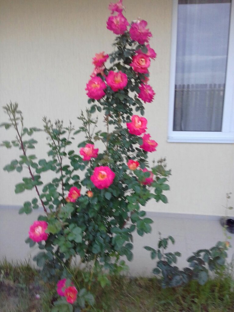 Otel Guest house on Aivazovsky, 38, Anapa, foto