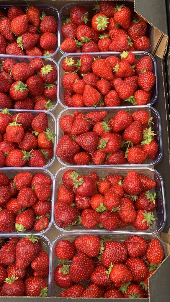 Manavlar Trubichino, Velikiy Novgorod, foto