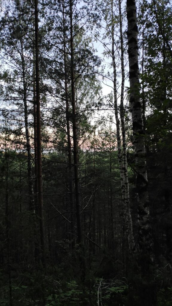 Dağ zirvesi Гора Яшин Косогор, Pskovskaya oblastı, foto