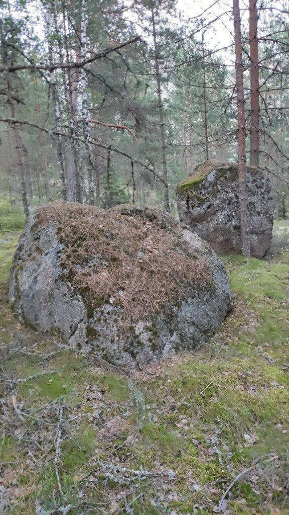 Dağ zirvesi Гора Яшин Косогор, Pskovskaya oblastı, foto
