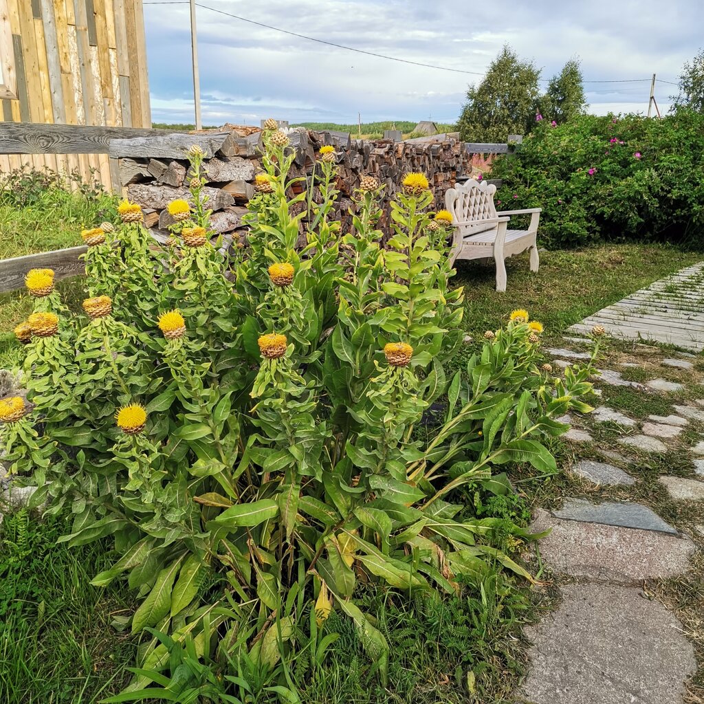 Otel Зеленая Деревня - Соловки, Arhangelskaya oblastı, foto