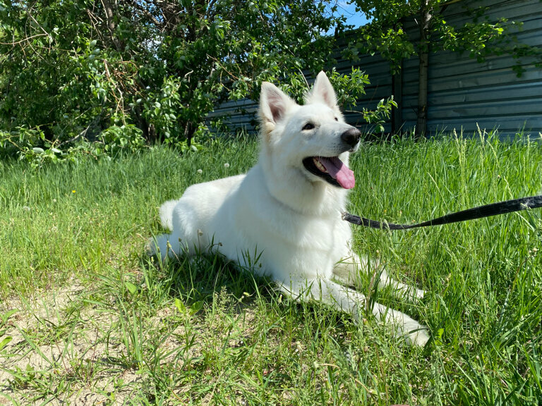 Pet otel Кинологический клуб Гордость Югры, Ugorsk, foto