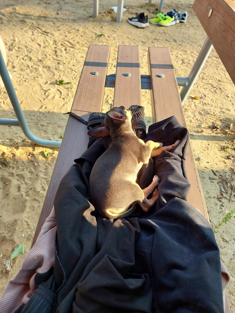 Plaj Пляж, Belgorodskaya oblastı, foto