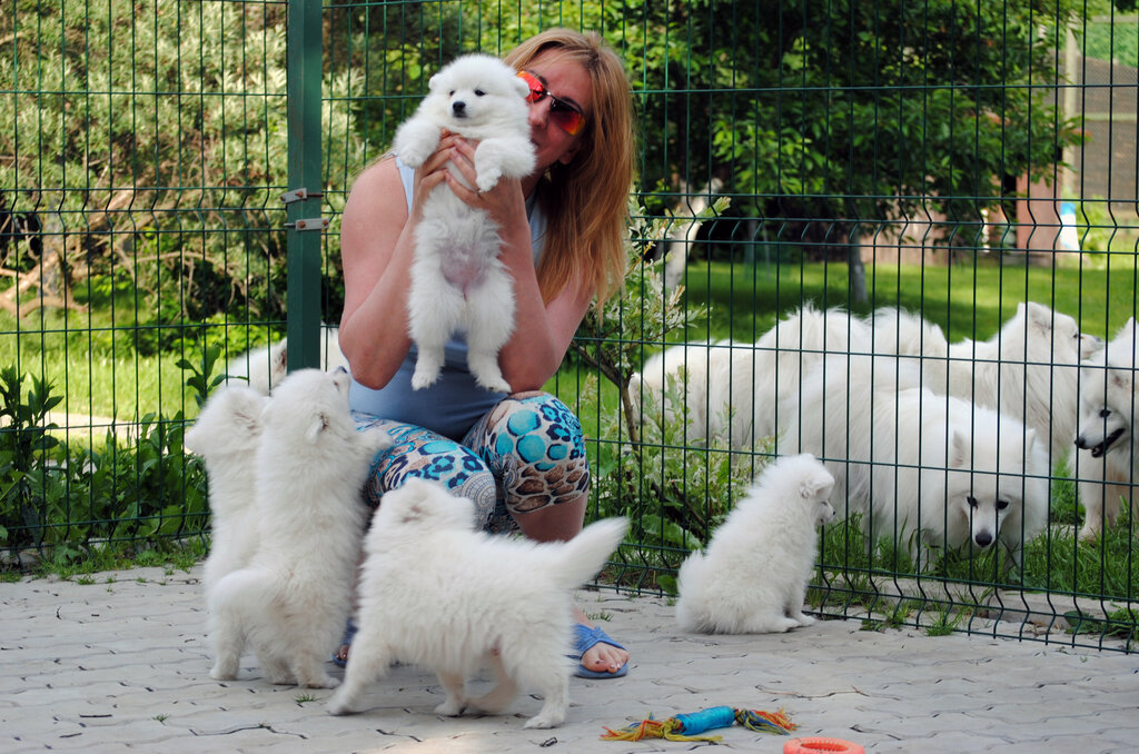 Evcil hayvan yetiştiricileri Kennel Donik Style, Saint‑Petersburg, foto