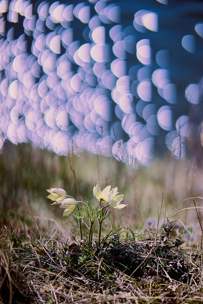 Orman işleri Тургоякское участковое лесничество, Çeliabinskaya oblastı, foto