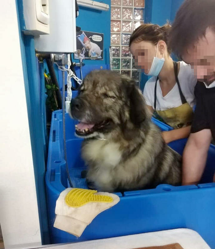Petshop Scodinzolando Toelettatura Cani e Gatti, Friuli‑Venezia Giulia, foto