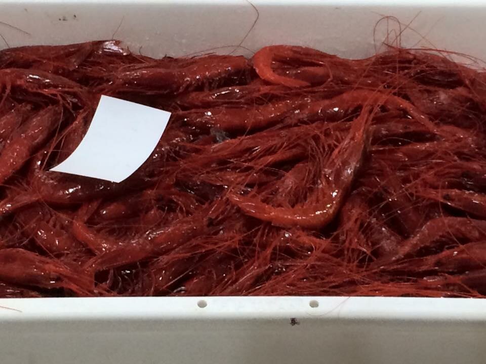 Toptan gıda mağazaları Pescados-mariscos Peskafish, , foto