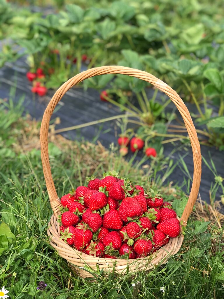 Tarım firmaları Тверская ягода, Tverskaya oblastı, foto