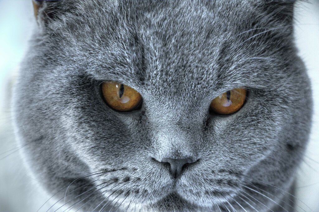 Evcil hayvan yetiştiricileri Pitomnik Mysteria Magnum, Samara, foto