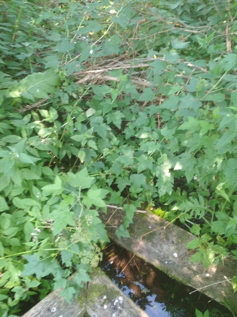 Pınar, çay Spring, stream, Vologodskaya oblastı, foto