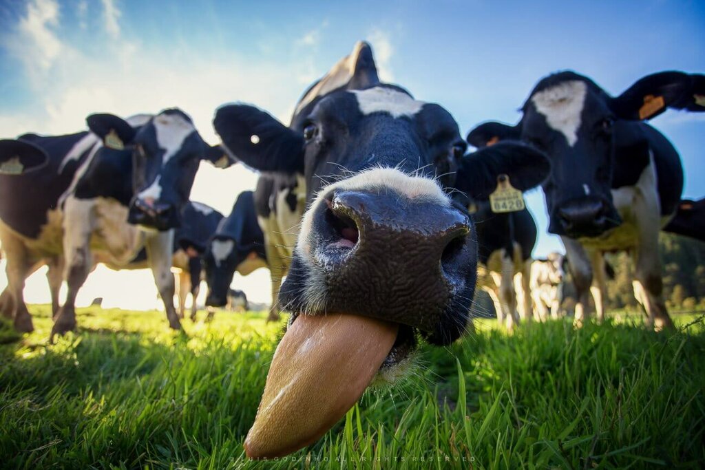 Yem ve yem katkı maddeleri Agrokrai, Stavropolski krayı, foto