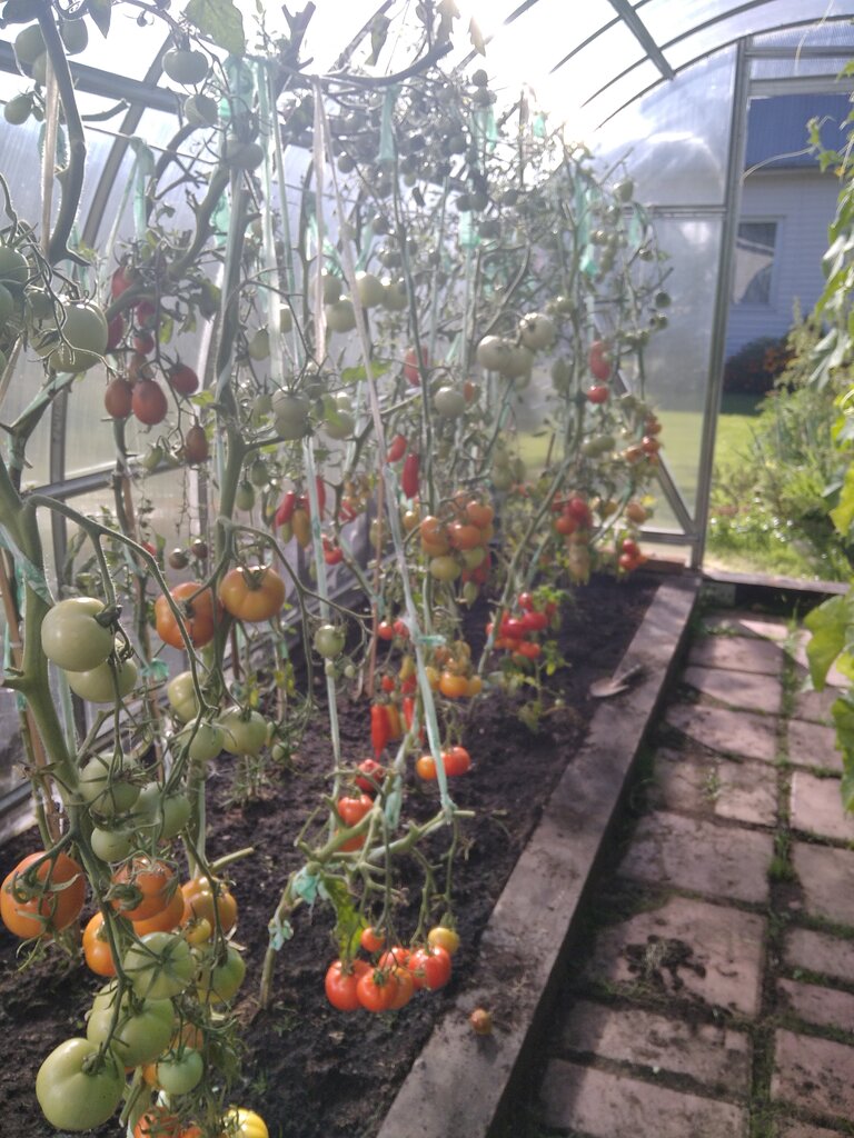 Bahçecilik dernekleri ve kuruluşları СНТ Талица, Moskova ve Moskovskaya oblastı, foto
