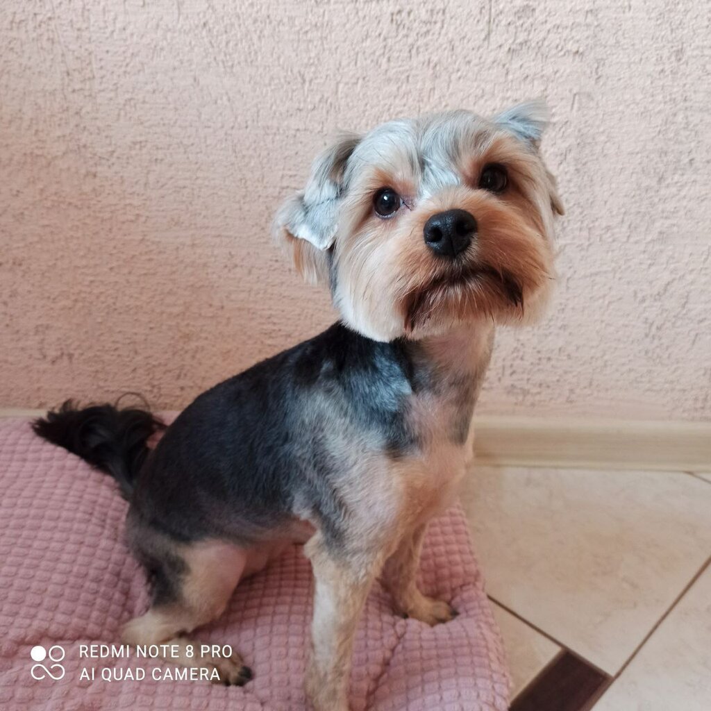 Evcil hayvan kuaförleri Tamara. Groom - dog's grooming, Kudrovo, foto