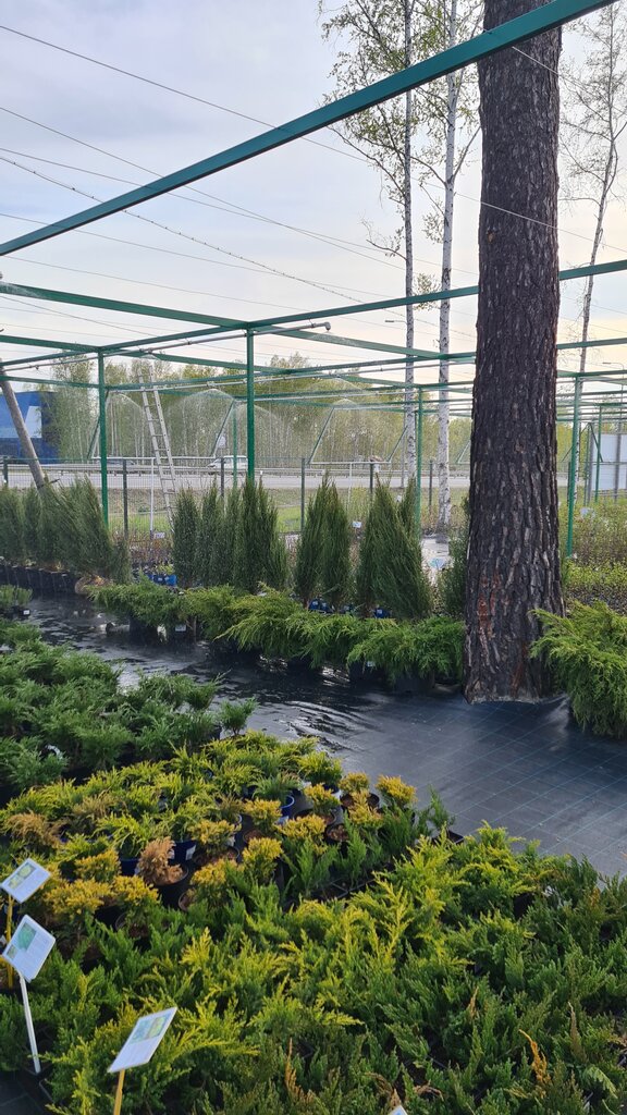 Fidan yetiştiriciliği Raysky sad, İrkutskaya oblastı, foto