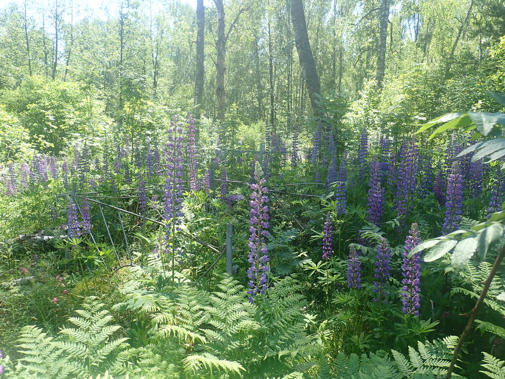 Mezarlıklar Третьяковское кладбище, Vladimirskaya oblastı, foto