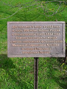 Мемориальный дуб 200 лет войне 1812 г. (munitsipalnoye obrazovaniye Smolensk, Leninskiy rayon, skver Pamyati Geroyev), doğa  Smolensk'ten