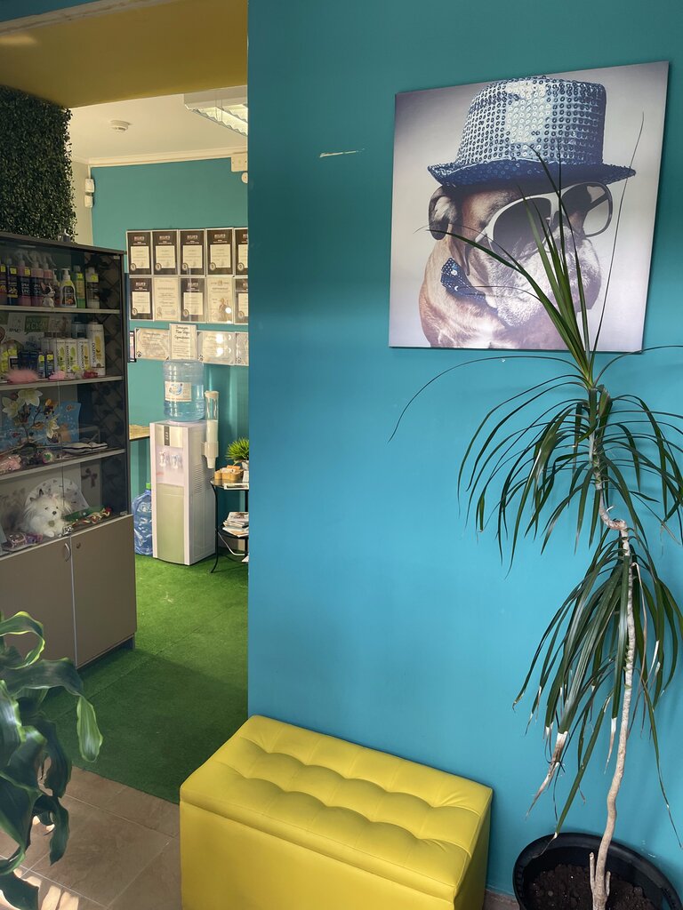 Evcil hayvan kuaförleri Groomerkzn, Kazan, foto