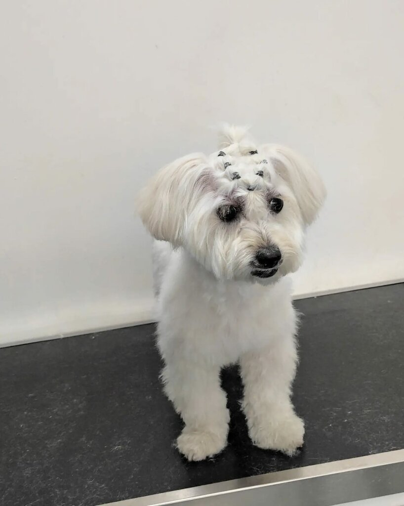 Evcil hayvan kuaförleri Kabarcık Patiler Pet Kuaförü, Ankara, foto