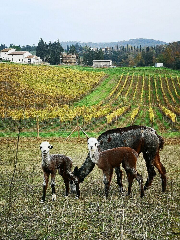 Otel Azienda Agricola i Colli di Marliano, Toskana, foto