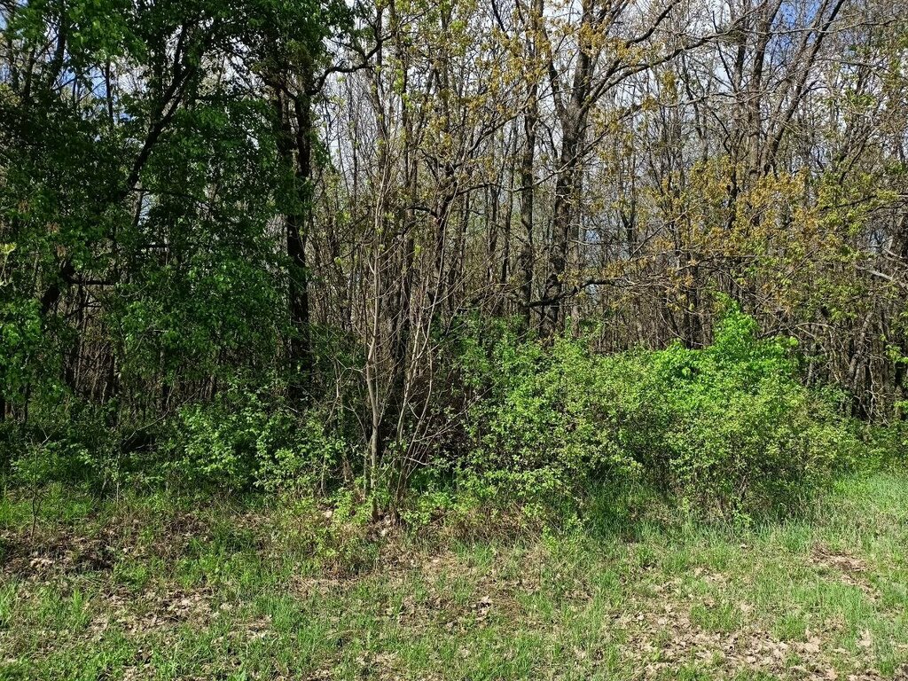 Orman лес Лисичанский, Belgorodskaya oblastı, foto