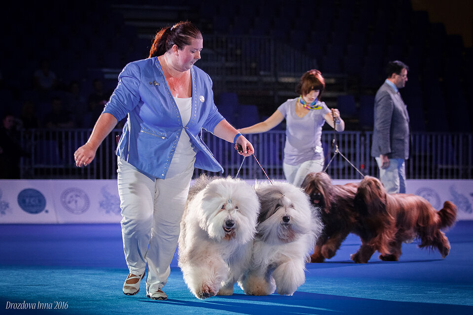 Evcil hayvan yetiştiricileri Из Бело-Голубых Ангелов, Moskova, foto