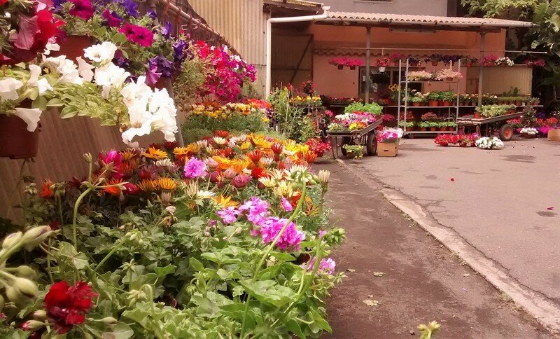 Sera ve bahçe ürünleri Vivai Piante Torrisi, Sicilya, foto
