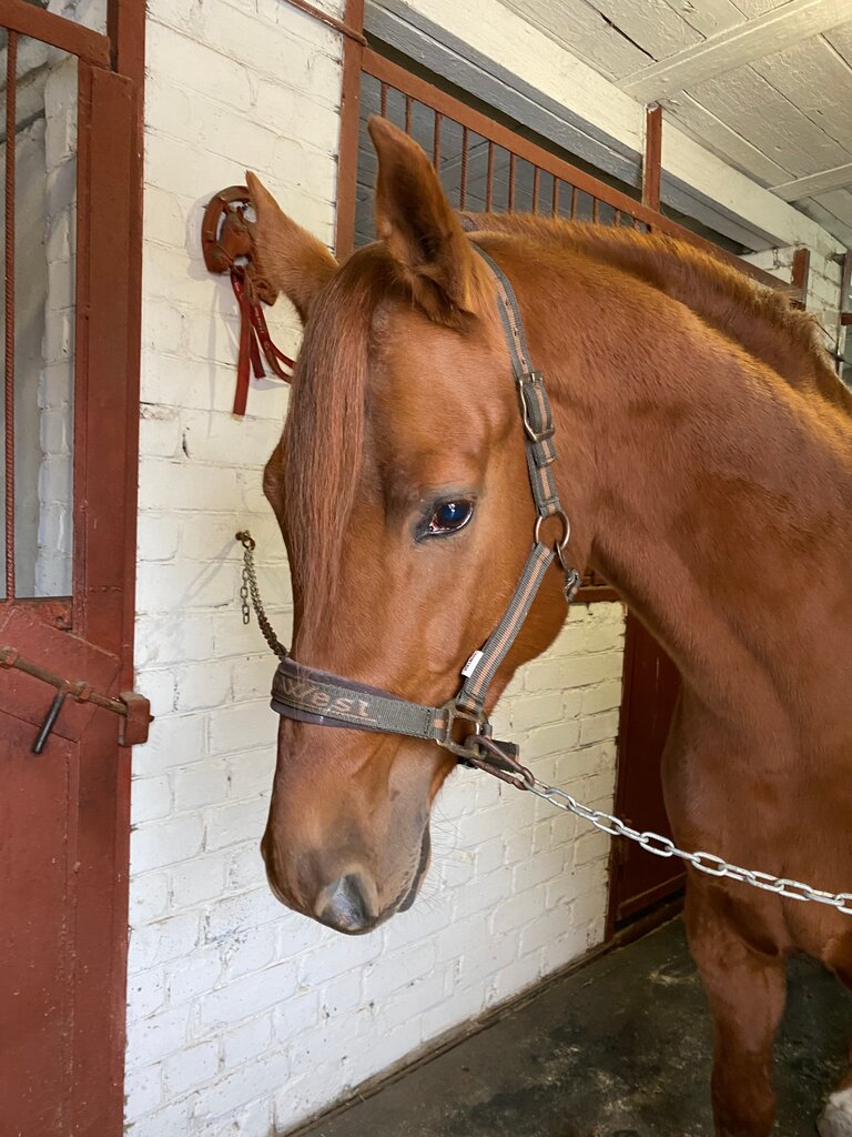 At ve binicilik kulüpleri Престиж, Çeliabinsk, foto