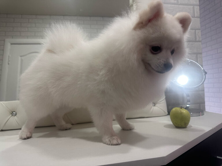 Evcil hayvan kuaförleri Зооцентр Александры Киоллы, Çeliabinsk, foto