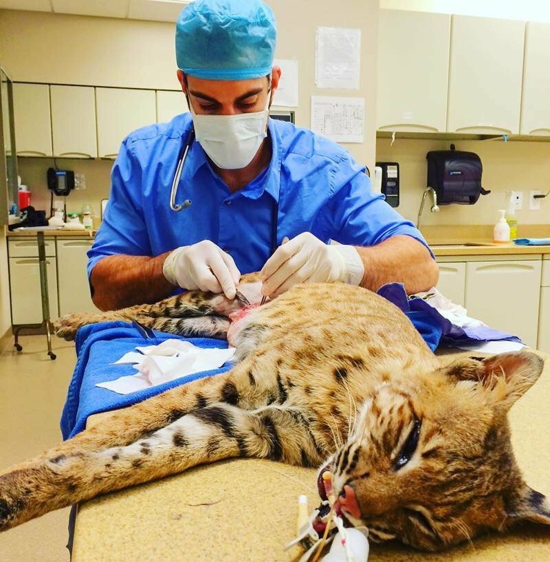 Veteriner klinikleri Mechta, Liubertsy, foto