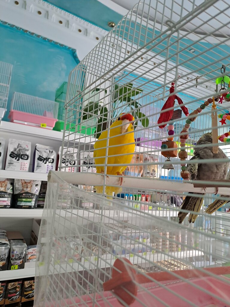 Petshop Зоо Чудеса, Makhachkala, foto