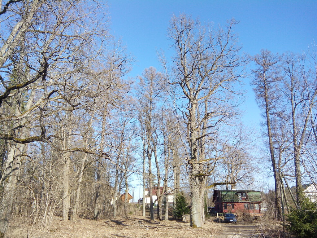 Kültür ve eğlence parkları парк усадьбы Кемпалова, Saint‑Petersburg ve Leningradskaya oblastı, foto