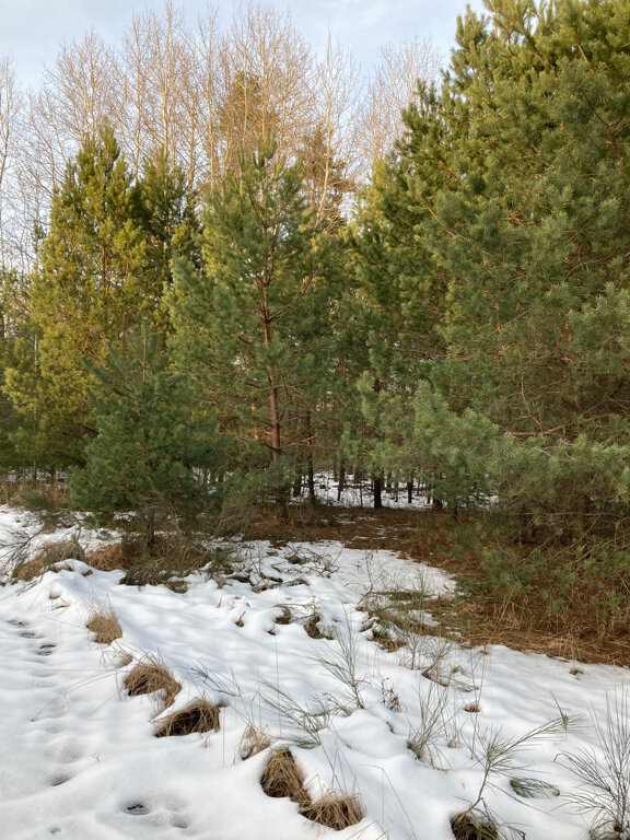 Doğa koruma alanı Щучинский заказник, Grodnenskaya oblastı, foto