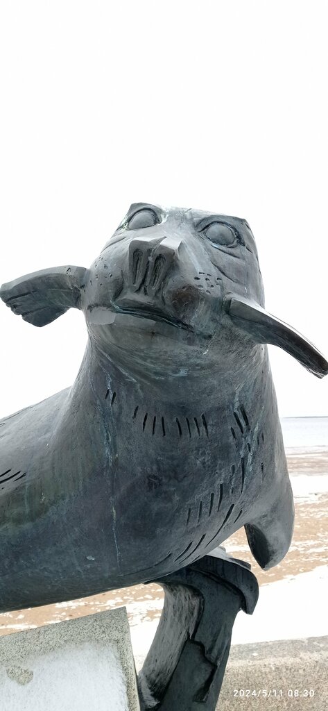 Park, sokak heykeli Тюлень, Arhangelsk, foto