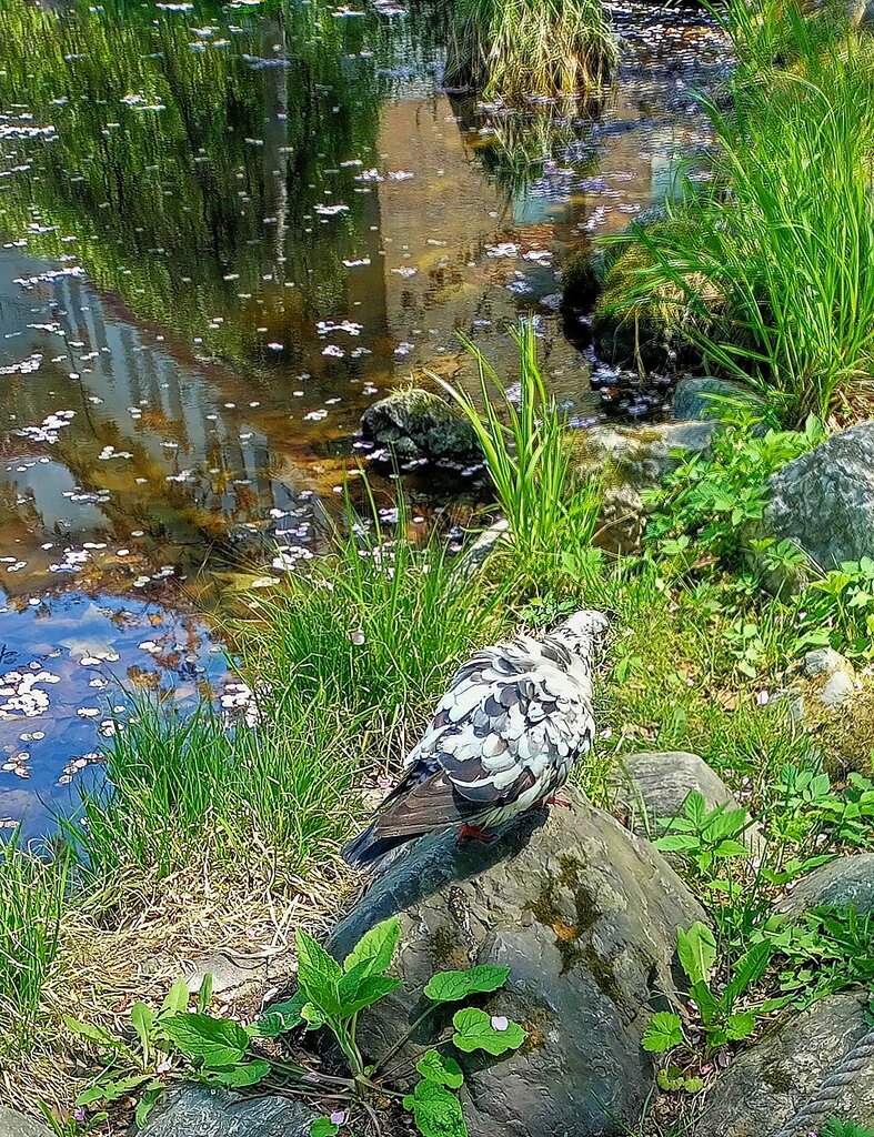 Kuaförler Чик-чик, Sakhalinsk, foto
