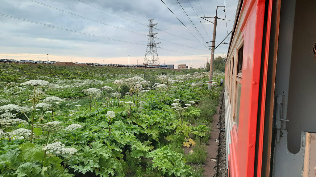 Tren istasyonu 116 км, Moskova ve Moskovskaya oblastı, foto